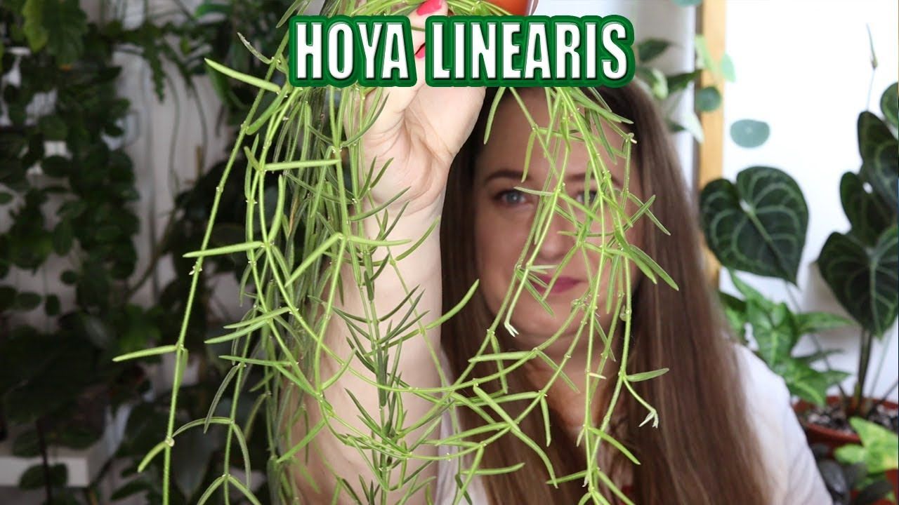 Hoya linearis - jak pěstovat a množit tuto krásnou voskovku | Stream